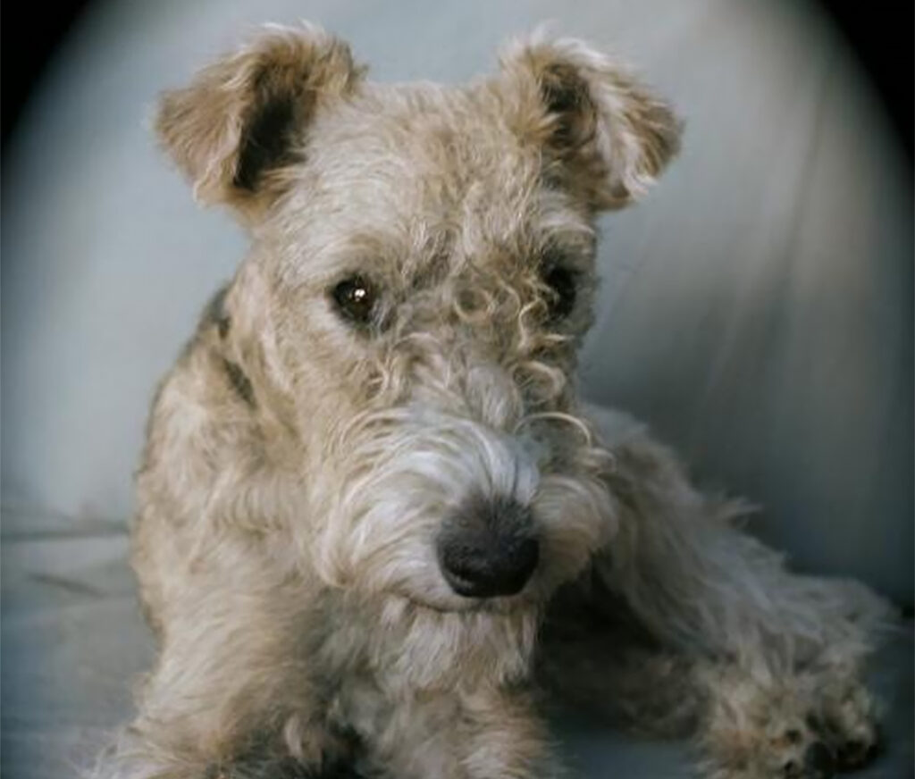 Sydney - Renforth Veterinary Clinic